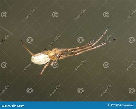 Spider Long Jawed Orb Weaver Tetragnatha Extensis Stock Photo