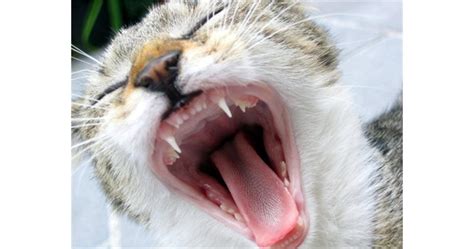 Котка яде трупа на стопанина си във врачанското село Фурен