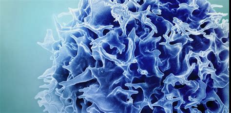 Immune Health Is All About Balance An Immunologist Explains Why Both