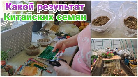 Стоит ли покупать Китайские семена, РЕЗУЛЬТАТ. Вся Рассада в теплице ...