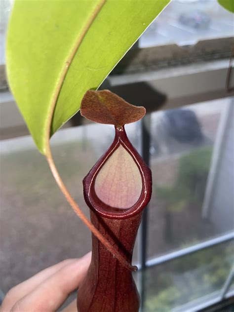 Window Diffuser For High Light Scenarios Rnepenthes