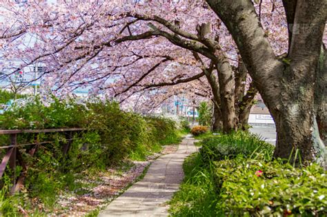 樱桃树 京都市 日本 垂枝日本早樱 婚纱秀 闪光灯 荧光色 花见节 樱花 水平画幅