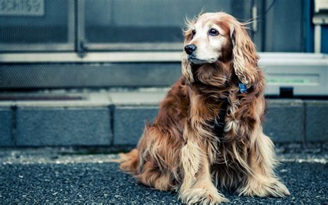 Cocker Spaniel Wallpapers Wallpaper Cave