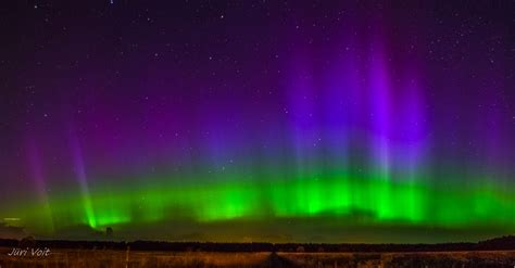 Картофель северное сияние описание - фото