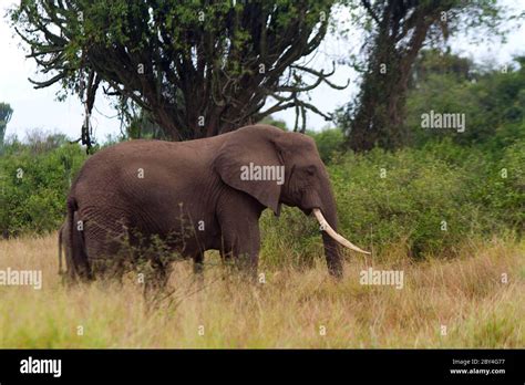 A Bull Elephant Walks Along As Secretions Weep From His Temporal Gland