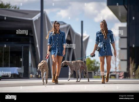 Can Dogs Have Identical Twins