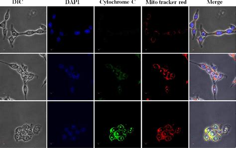 Confocal Microscopy Study Of Cytochrome C Release After Treatment Of