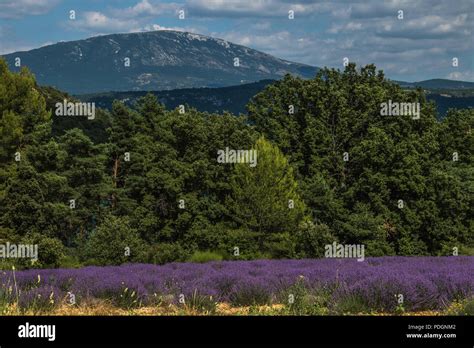 Champ De Lavande Aix En Provence France 2018 Products For The
