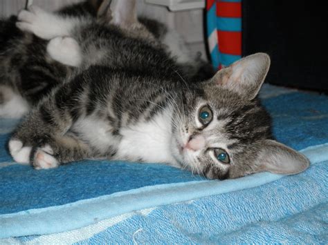 Kitten Striped Cat Small Free Photo On Pixabay Pixabay