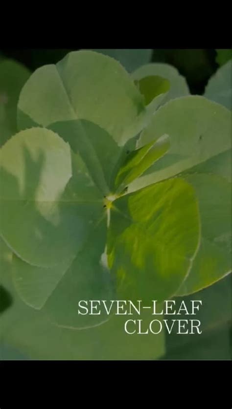 Clover Photo Collection 132 세잎과 네잎으로 갈라져 자란 일곱잎클로버 오른 쪽의 네 잎은 한 개의 잎이 뒷면 Four Leaf