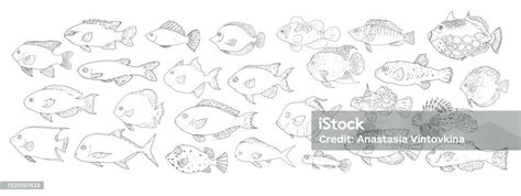 바다와 강 물고기의 벡터 스케치 세트 손으로 그린 식용 및 장식 물고기의 다른 유형 디자인 템플릿 메뉴 간판 포장 장식에 대한