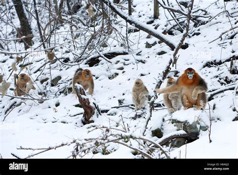 Golden Snub Nosed Monkey Rhinopithecus Roxellana Male At Head Of