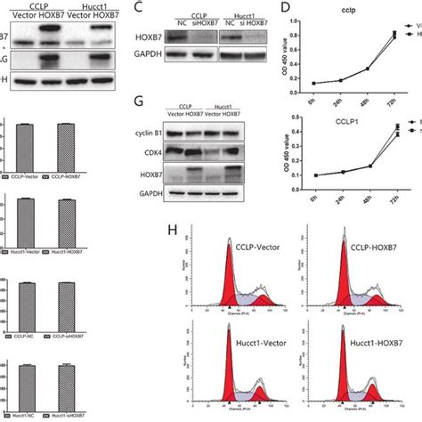 Hoxb7 Has No Effect On Icc Cell Proliferation In Vitro A Hoxb7 Protein Download Scientific