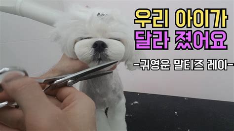 우리 아이가 달라 졌어요 말티즈 레이 Youtube