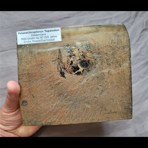 Ultra Rare Bat Fossil Palaeochiropteryx Mammal From The Eocene Messel