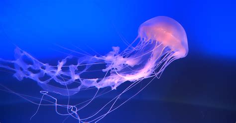 Jellyfish And Stingray Stings Symptoms First Aid And When To Go To The Er