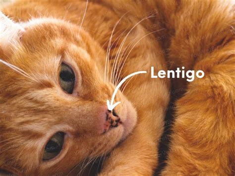 Ask Dr T What Are These Black Spots On My Cats Anus Your Vet Friend