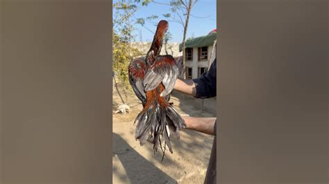 Aseel Khan Aseelkhan Youtube