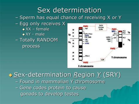 Ppt Inheritance Principles And Human Genetics Powerpoint Presentation