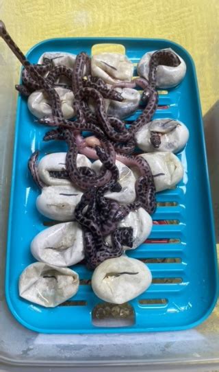 Australian Reptile Sales And Supplies