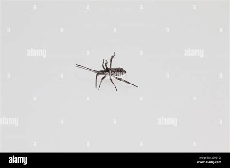 A Grey Insect On A White Background With A Bumpy Skin Wit Six Legs And