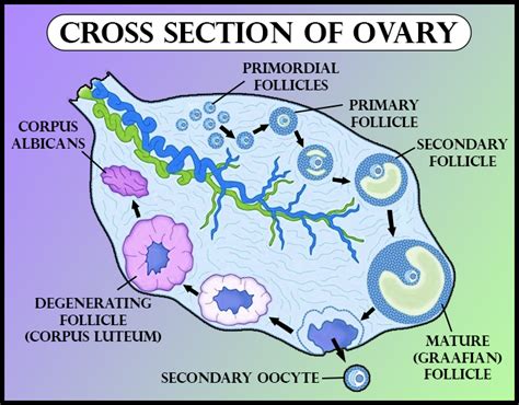 Ovary Diagram Labeled