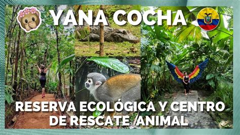 Yana Cocha Reserva EcolÓgica Y Centro De Rescate Animal🐒pastaza~puyo