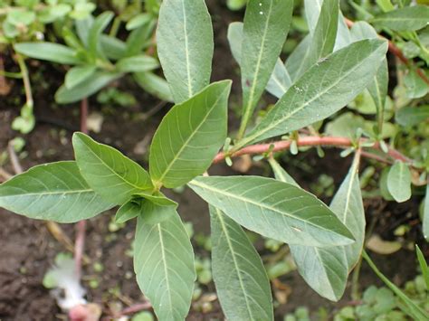 Ludwigia Grandiflora Invaplantas De España · Inaturalist