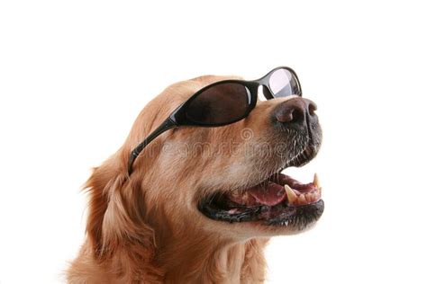 Hond Met Zonnebril Stock Foto Image Of Pret Zonnig 10690254