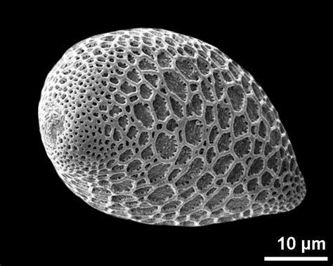 Optimizing The Ising Model In Python By Amirhossein Rezaei Medium