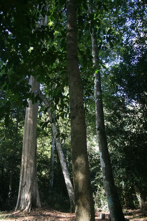 อุทยานแห่งชาติดอยผากลอง