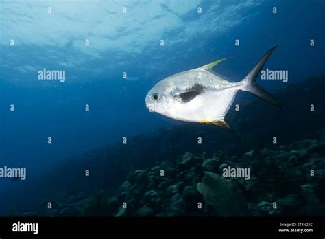 A Permit Trachinotus Falcatus Swimming Over A Shallow Reef Stock
