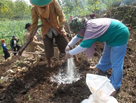 Cara Menanam Pohon Pisang Agar Cepat Berbuah