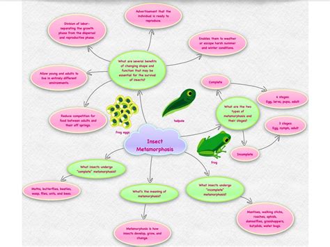 Unit Web Insect Metamorphosis
