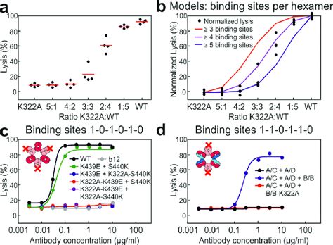 Valency Of The C1q Binding Site In Igg Required For Complement
