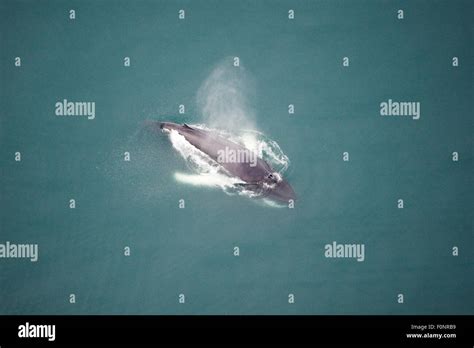 Aerial view of Humpback whale (Megaptera novaeangliae) blowing ...