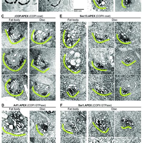 Figure S1 Effects On Secretion Of Tagged Copi And Copii Proteins