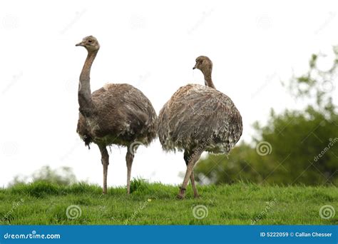 Darwin S Rhea Stock Image Image Of Edinburgh Rhea Wild 5222059