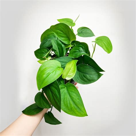 Jade Scindapsus Scindapsus Jade Satin Jade Pothos Rare Etsy