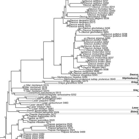 Maximum Likelihood Tree Inferred From Analyses Of Nrdna Its Sequences