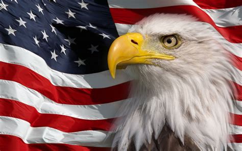 American Flag And Bald Eagle Hd Wallpaper Eagle On The Flag U S Flag