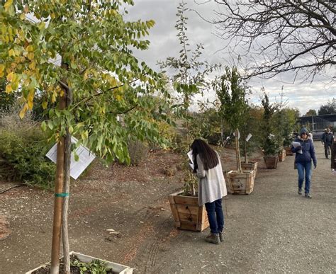 Drought Adapted Trees Terra Landscape
