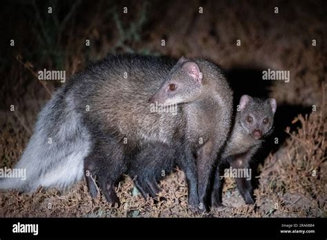 Zambia South Luangwa White Tailed Mongoose Wild Ichneumia Albicauda
