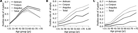 Structure Of Angular Incisure Of Stomach Semantic Scholar