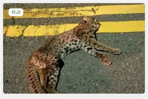 今年苗栗縣第四起！亞成體公石虎於苗9線遭路殺 窩窩｜專注為動物發聲的獨立媒體