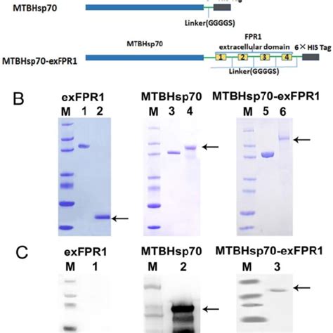 Expression And Analysis Of Recombinant Proteins A Schematic Download Scientific Diagram