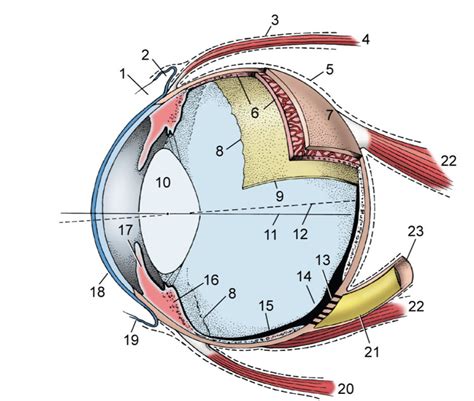 Eye Diagram Diagram Quizlet