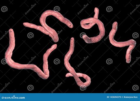 Parasitic Hookworm Ancylosoma Duodenale In Human Duodenum Royalty Free Cartoon Cartoondealer