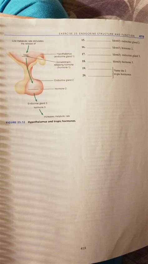 Solved 418 Exercise 25 Endocrine Structure And Function C
