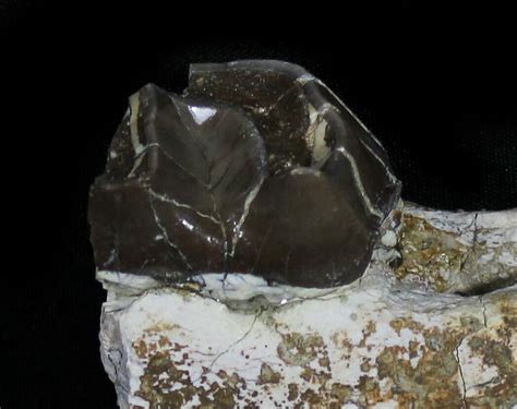 Fossil Brontotherium Titanothere Tooth And Jaw Section 31477 For